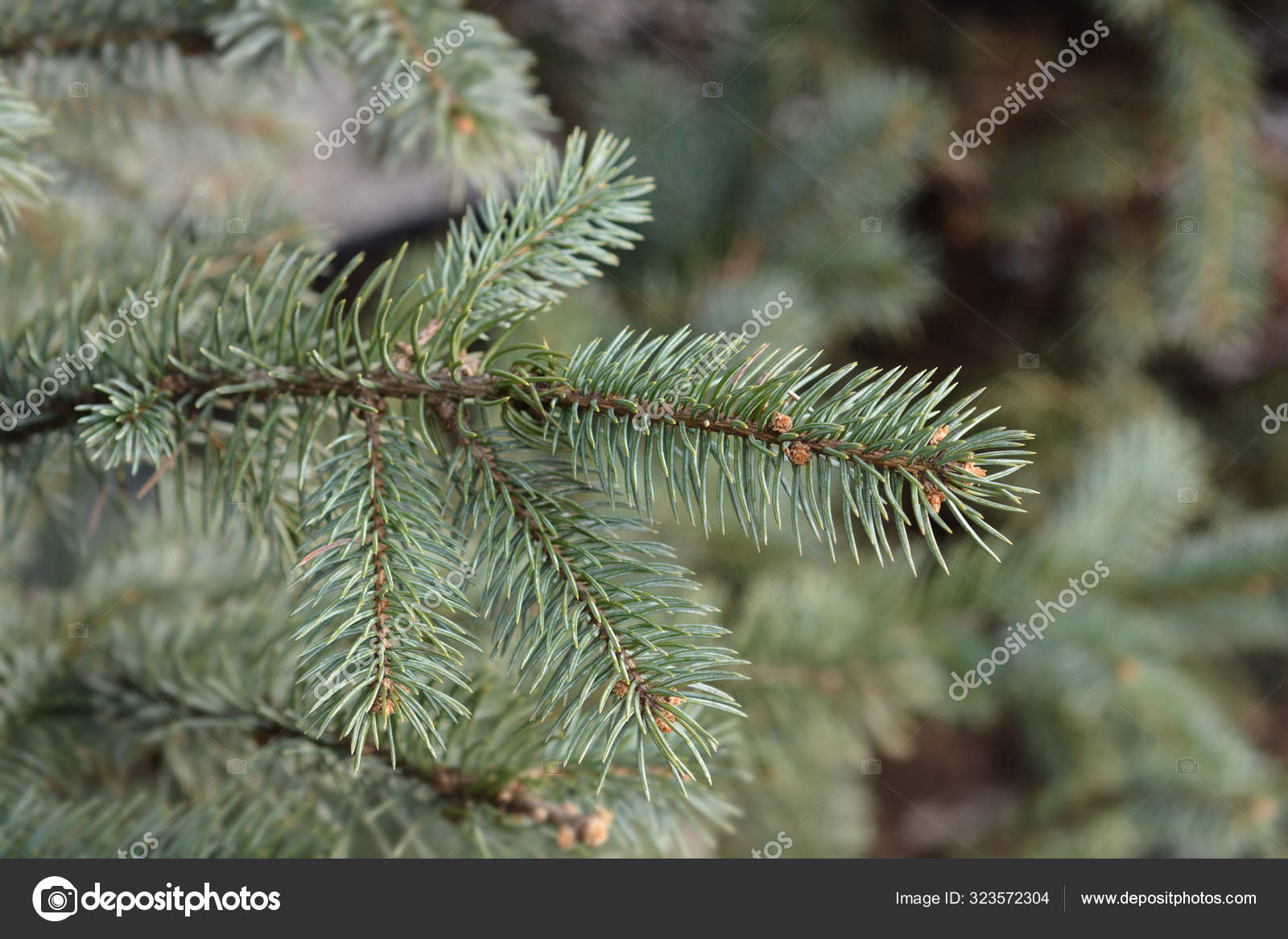 Fat Albert Colorado Blue Spruce Latin Name Picea Pungens Fat — Stock ...