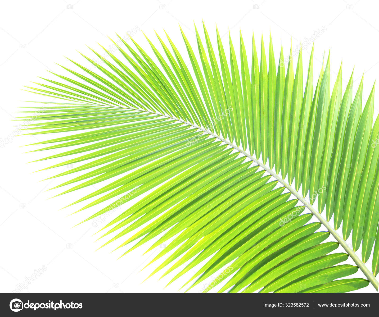 Hoja Palma Verde Aislada Sobre Fondo Blanco: fotografía de stock ...