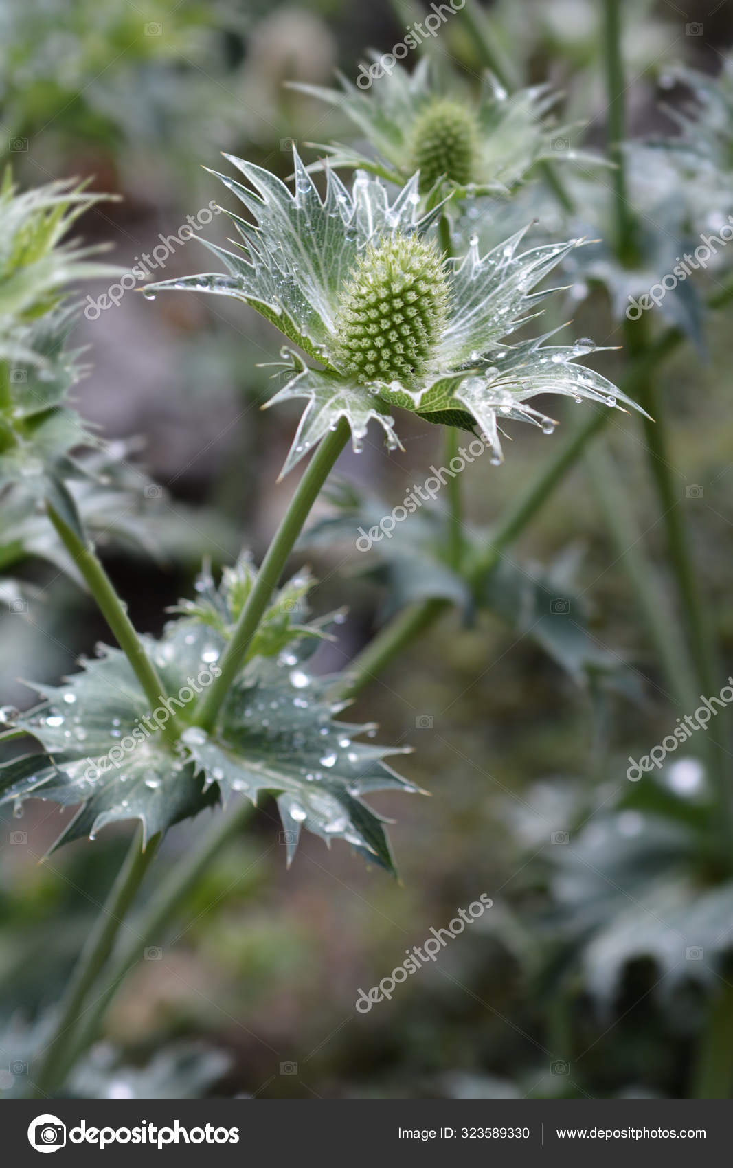 Miss Willmotts Ghost Latin Name Eryngium Giganteum — Stock Photo ...