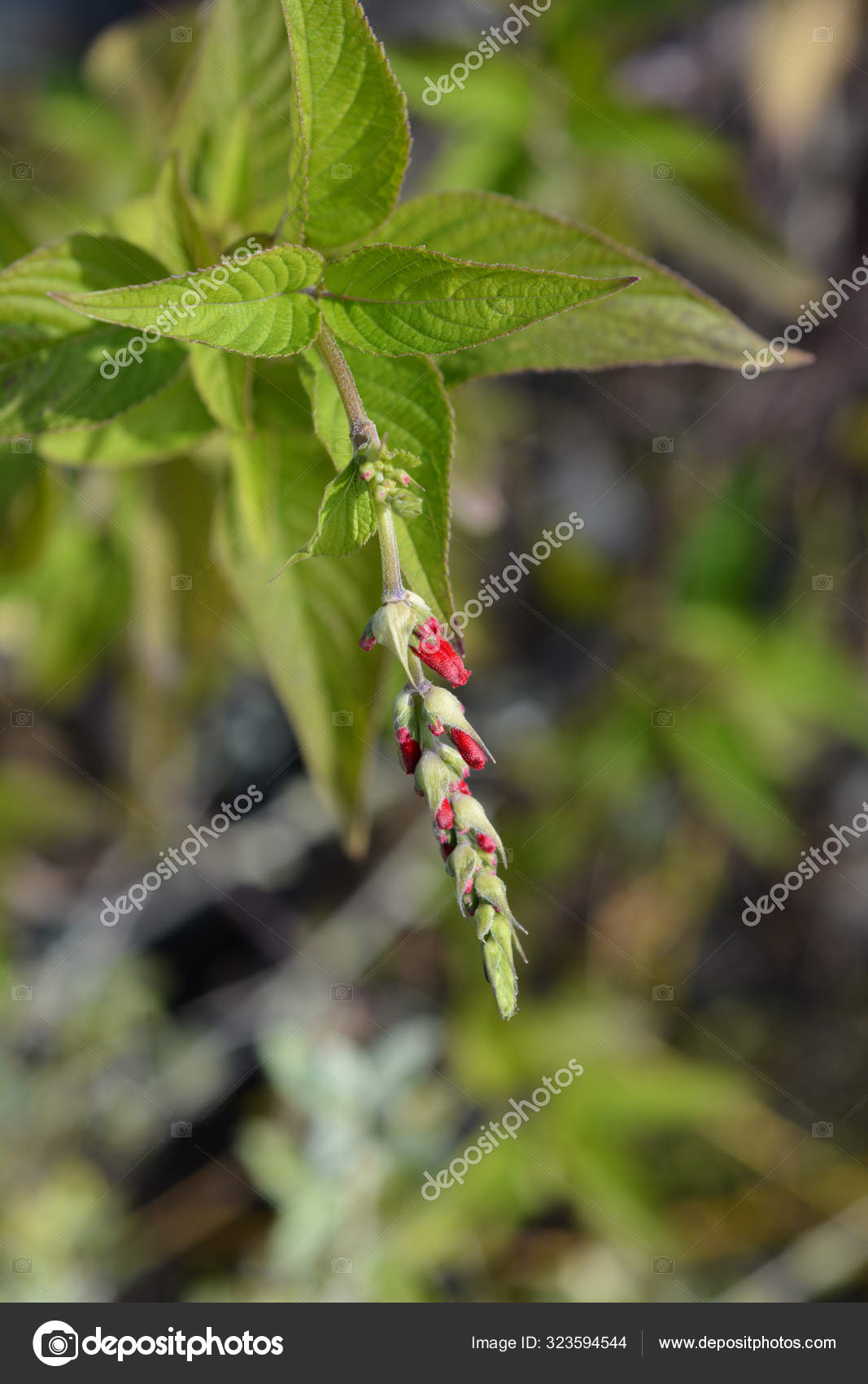 Pineapple Sage Ananas Flower Buds Latin Name Salvia Elegans Ananas ...
