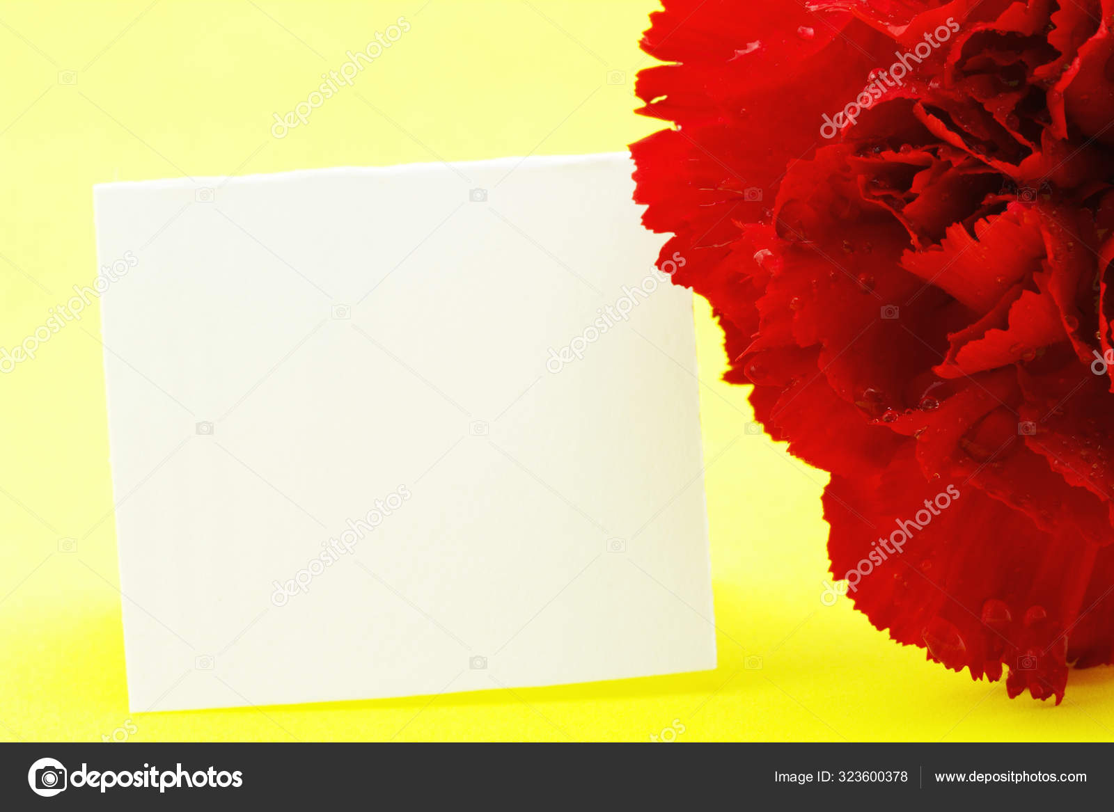 Close Red Carnation Blank White Card Shown Sunny Yellow Background ...