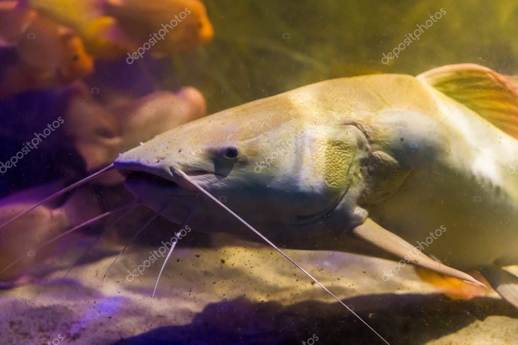 cara de un bagre cola roja en primer plano, grandes peces bien ...