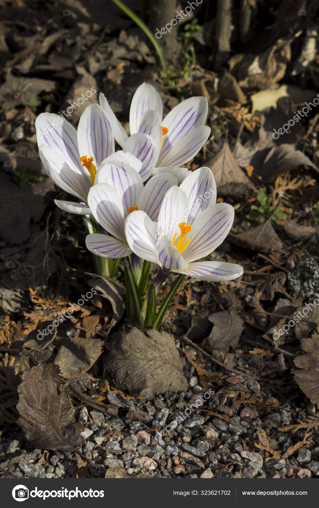 Early Spring Flowers Stockholm Sweden Crocus Stock Photo by ©YAYImages ...