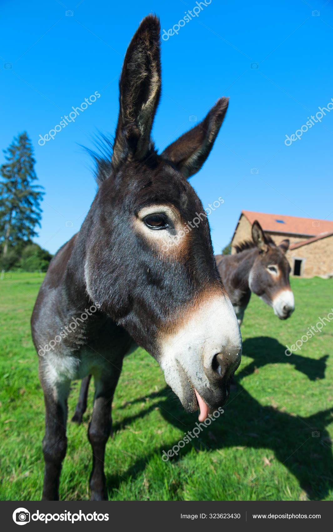 Burros Prados Frente Granja — Foto de stock #323623430 © YAYImages