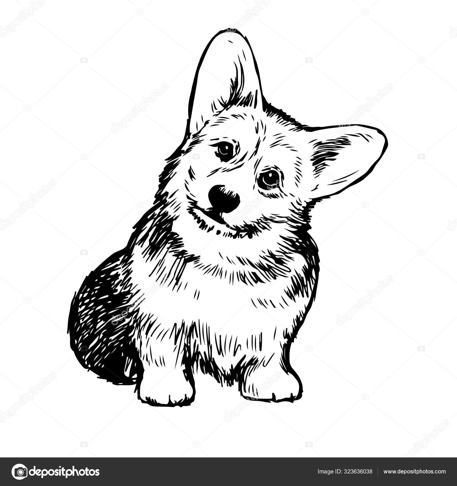 Pembroke Welsh Corgi Dog Doodle Hand Drawn Isolated White Background ...