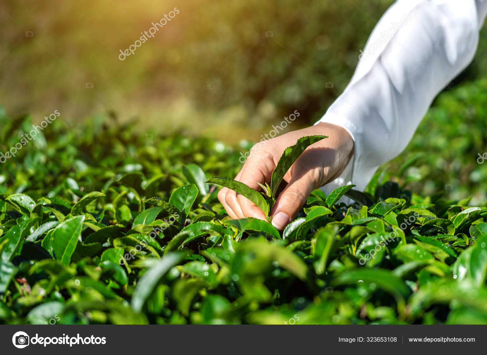 Woman Picking Tea Leaves Hand Green Tea Farm — Stock Photo © YAYImages #323653108
