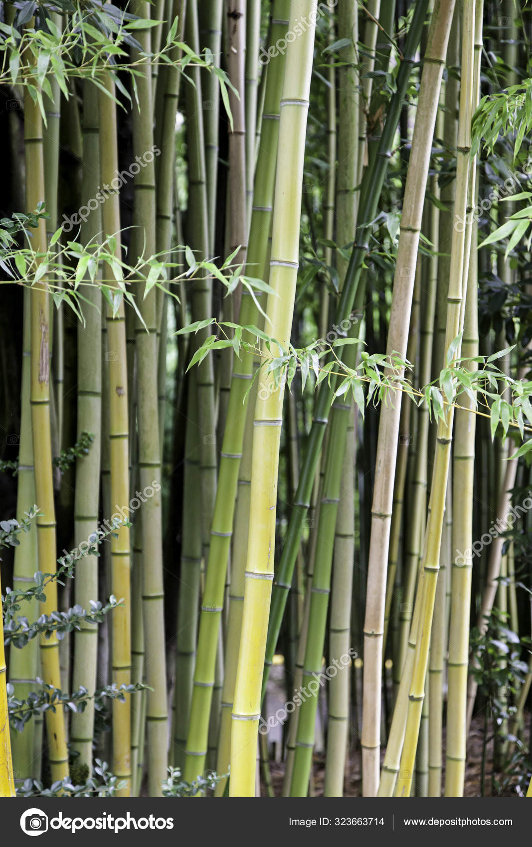 Bamboo Plants Detail Japanese Zen Garden Stock Photo by ©YAYImages ...