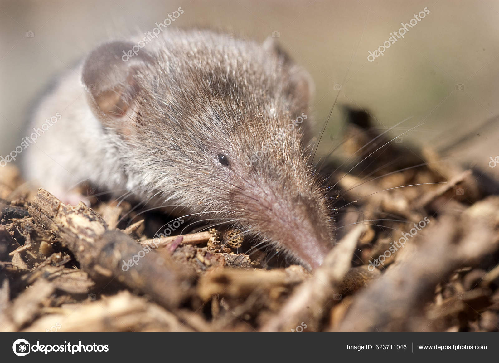 Shrew Teeth