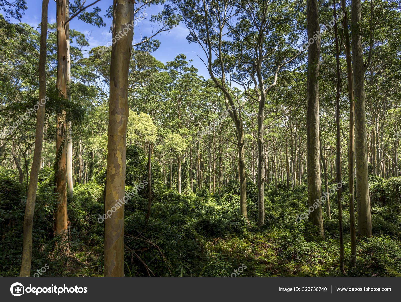 Spotted Gum Forest Sunlight Australia Stock Photo by ©YAYImages 323730740