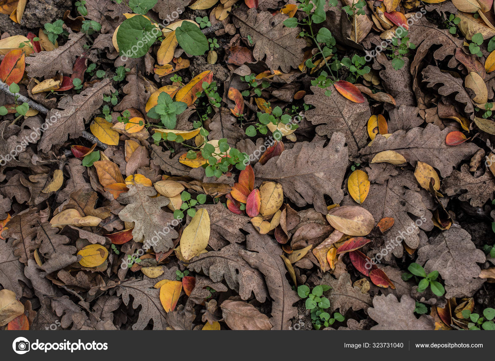 Autumn Leaves Texture Background Leaf Background Texture Stock Photo by ...