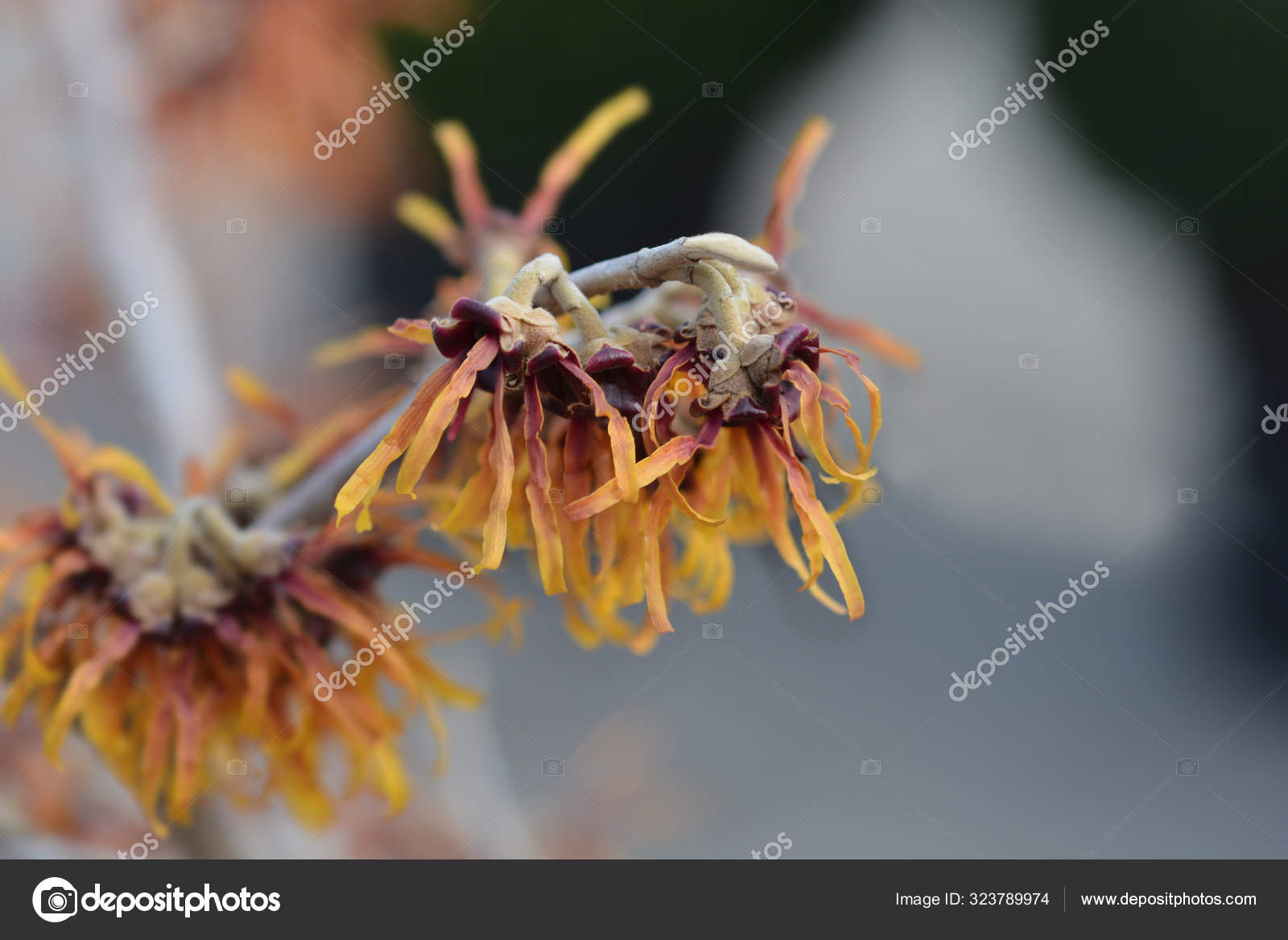 Witch Hazel Diane Latin Name Hamamelis Intermedia Diane — Stock Photo ...