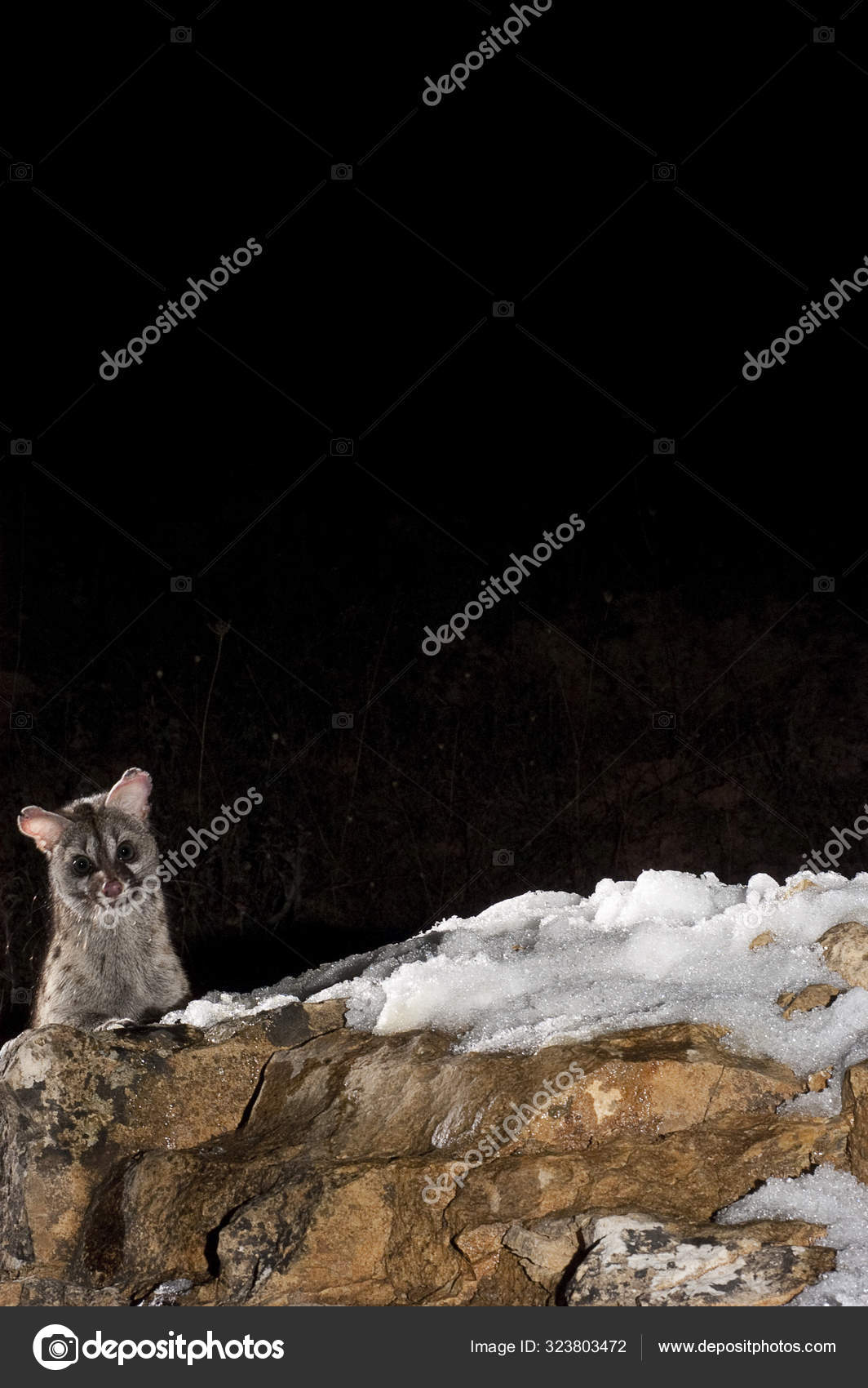 Common Genet Genetta Genetta Spain Rock Snow — Stock Photo © YAYImages ...