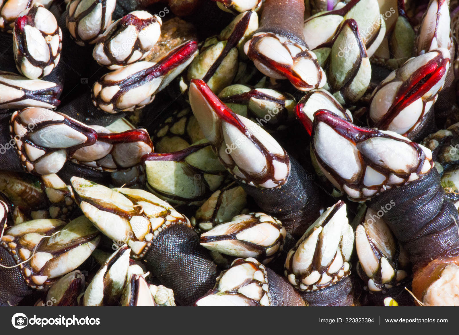 Close Freshly Catched Barnacles Percebes Vivid Red Colour Tip ...