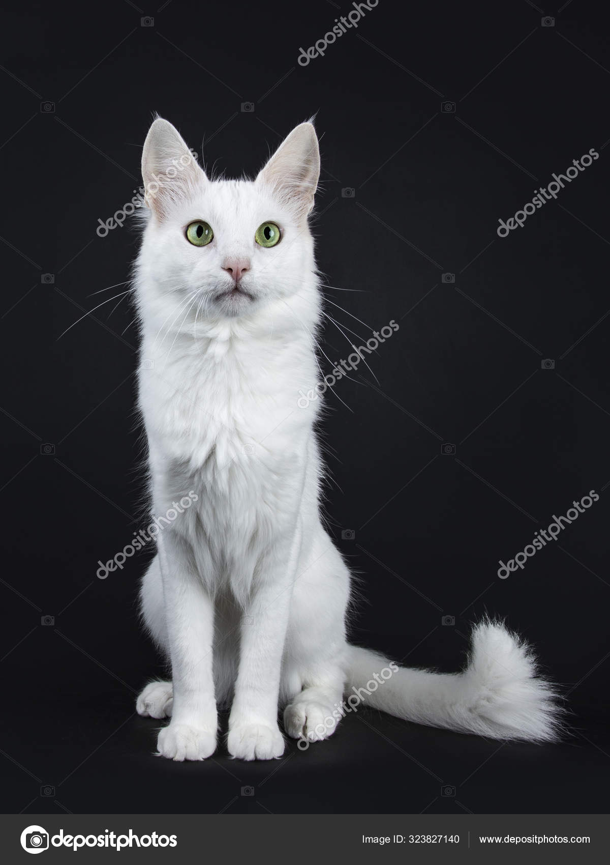 Black And White Turkish Angora Cat