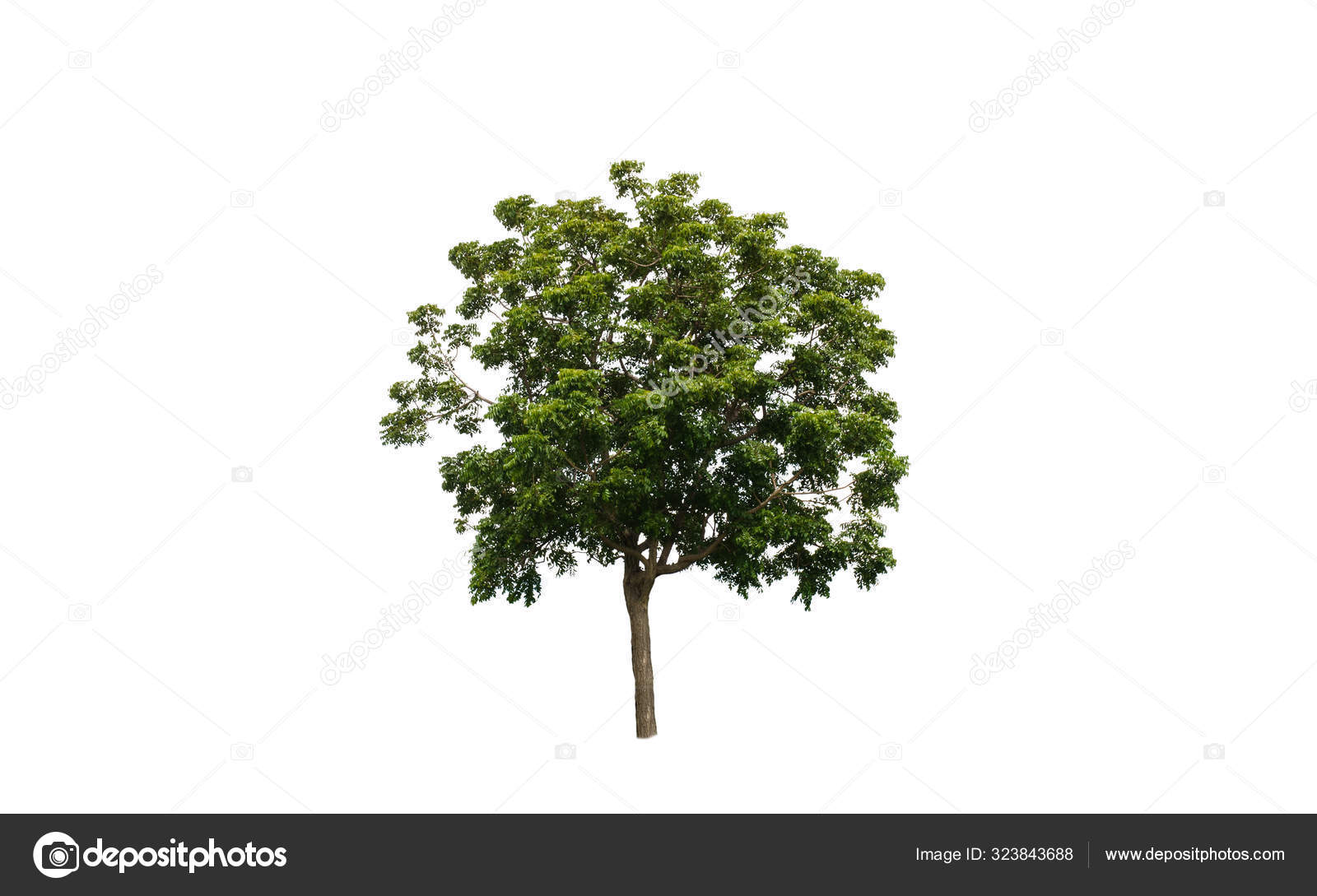 Isolated Deciduous Tree White Background — Stock Photo © YAYImages ... Isolated Deciduous Tree White Background — Stock Photo © YAYImages ...