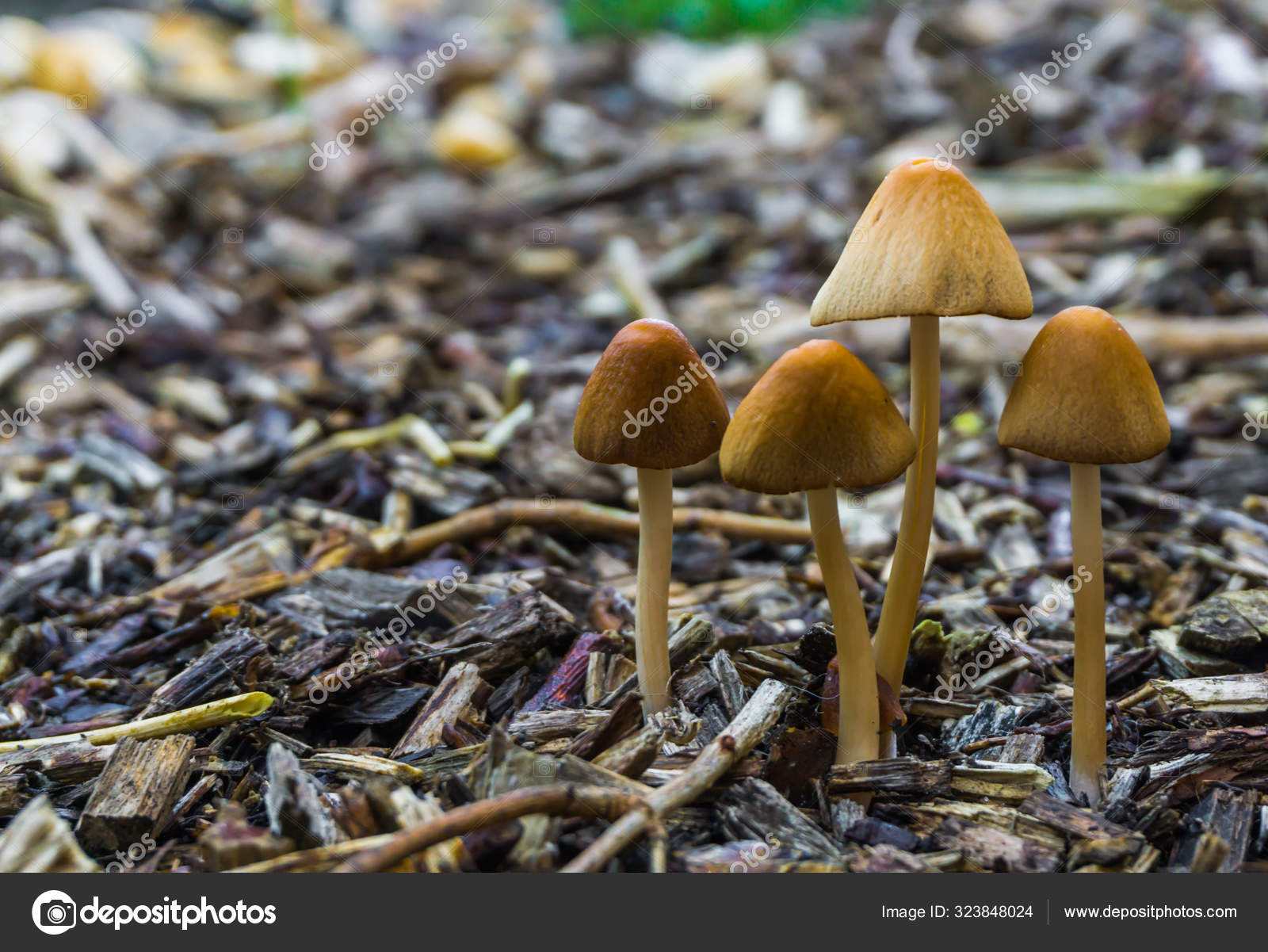 Group White Dunce Cap Mushrooms Bell Shaped Caps Growing Forest Stock ...