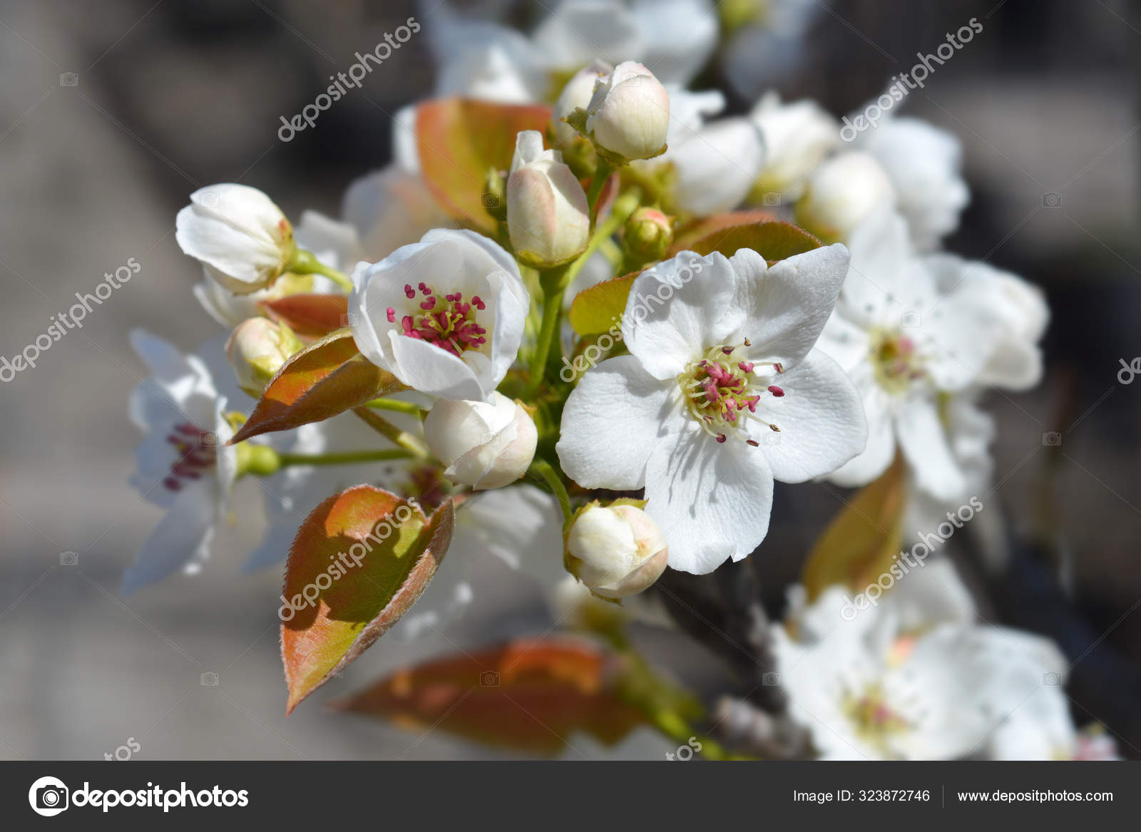 Japanese Pear Hosui Latin Name Pyrus Pyrifolia Hosui Stock Photo by ...