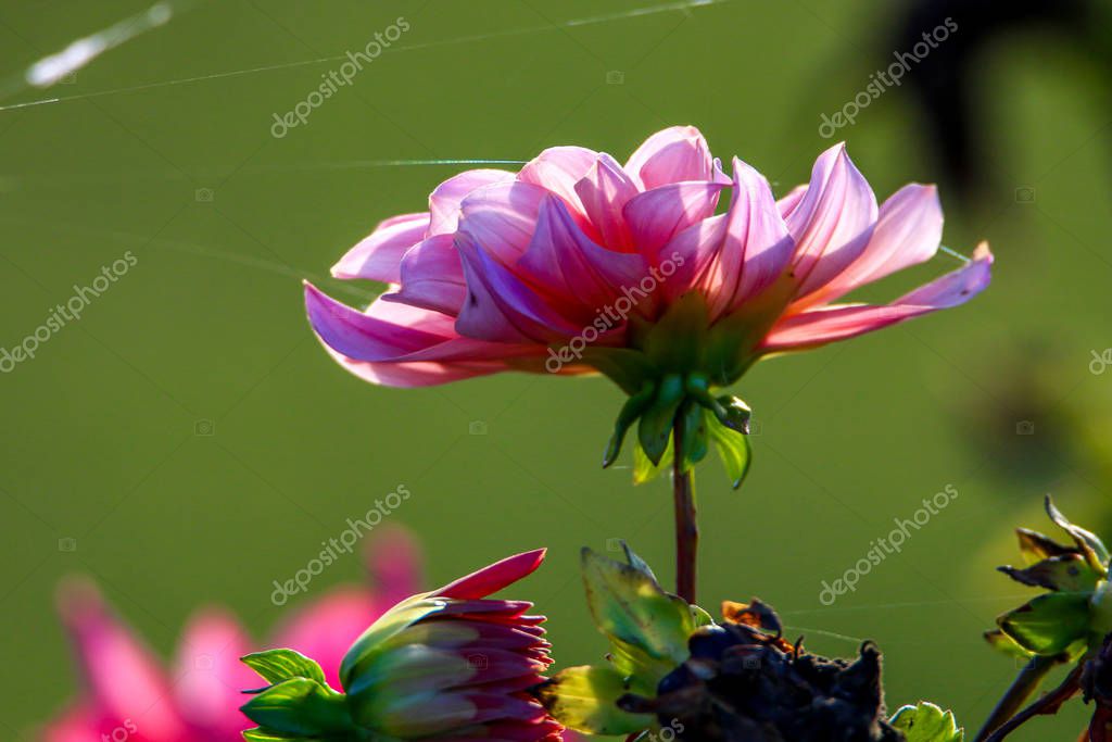 Dalia rosa en pradera verde. Dalia rosa y tela de araña sobre fondo ...