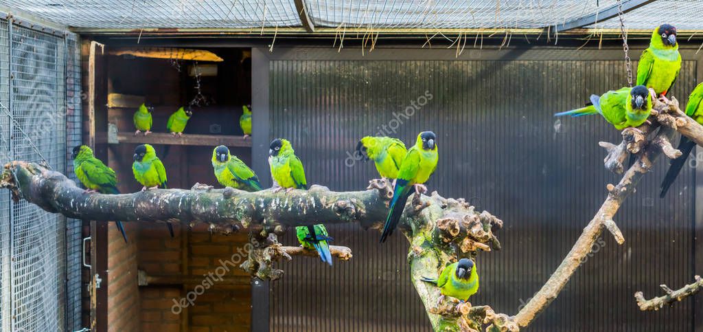 Aviario lleno de conures de Nanday, mascotas populares en la avicultura ... Aviario lleno de conures de Nanday, mascotas populares en la avicultura ...
