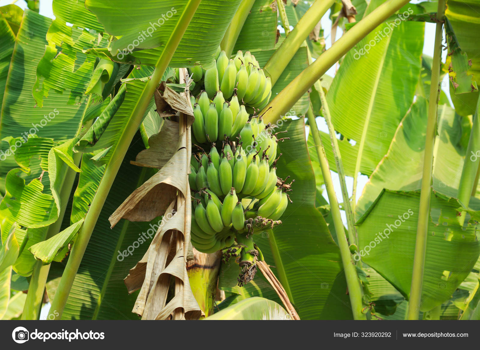 Green Banana Tree Fruits Stock Photo by ©YAYImages 323920292