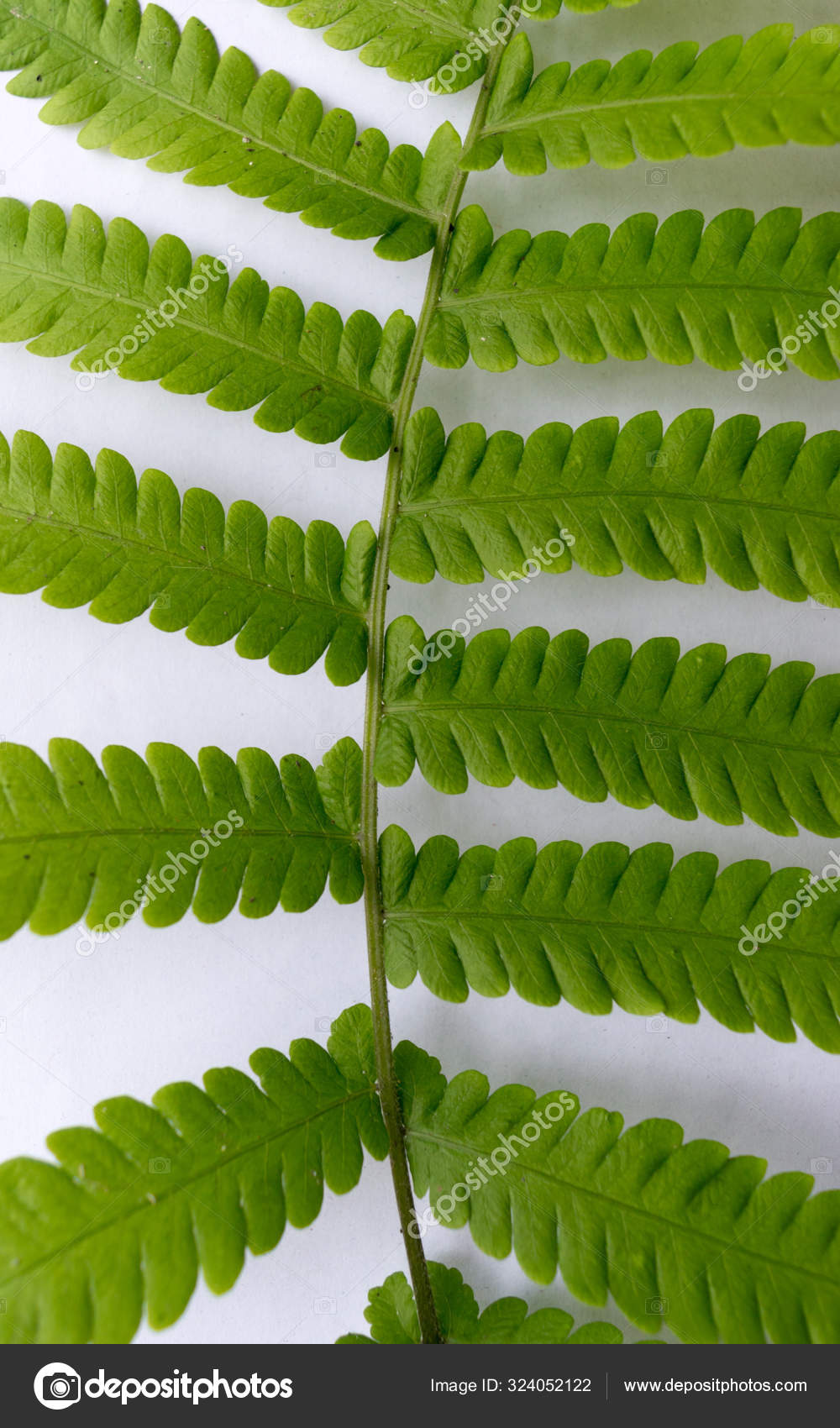 Close Compound Pinnate Green Leaves Leaflets Rows Two Tip White Stock ...