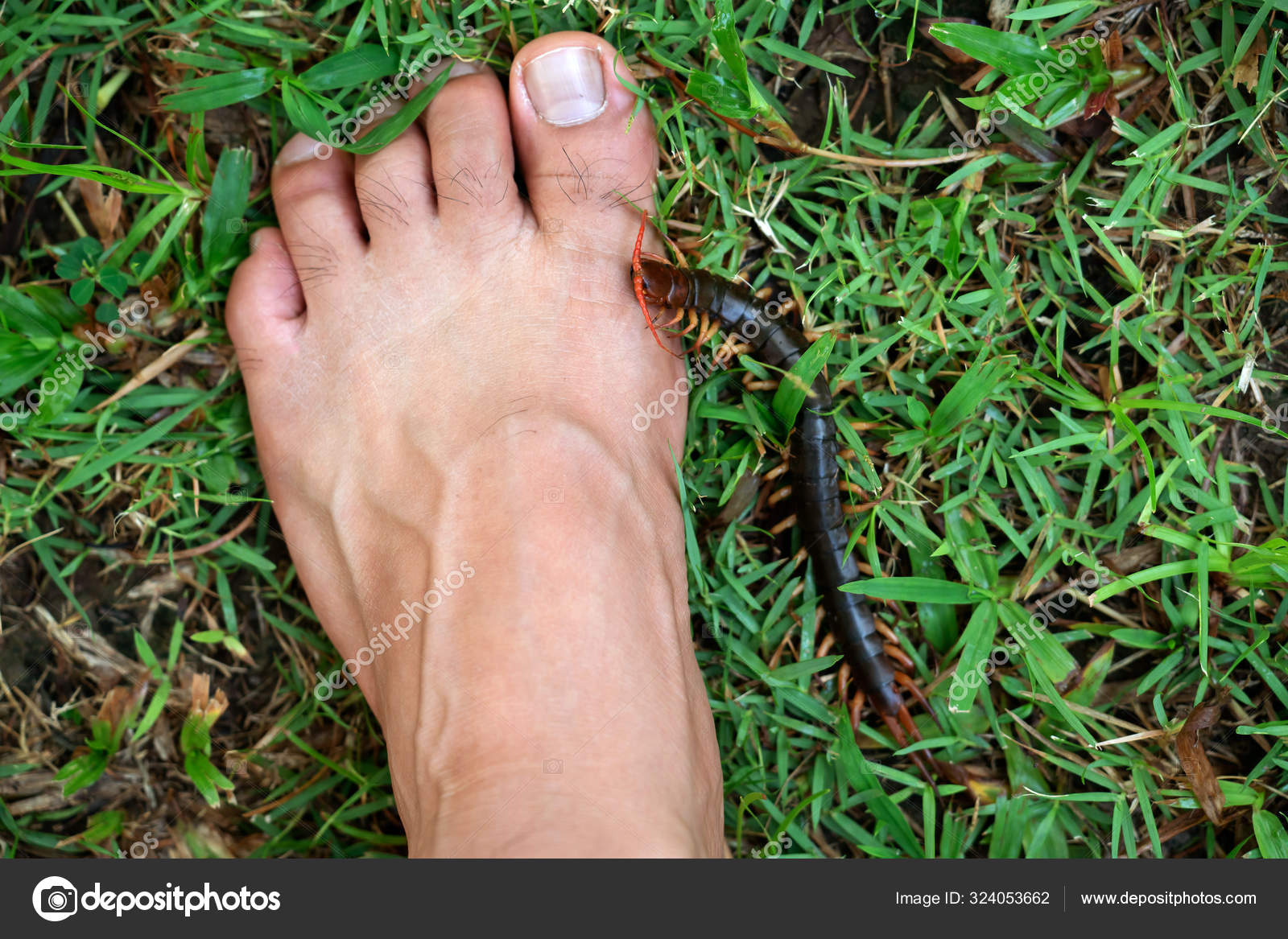 People Were Bitten Centipede Feet While Walking Garden — Stock Photo ...