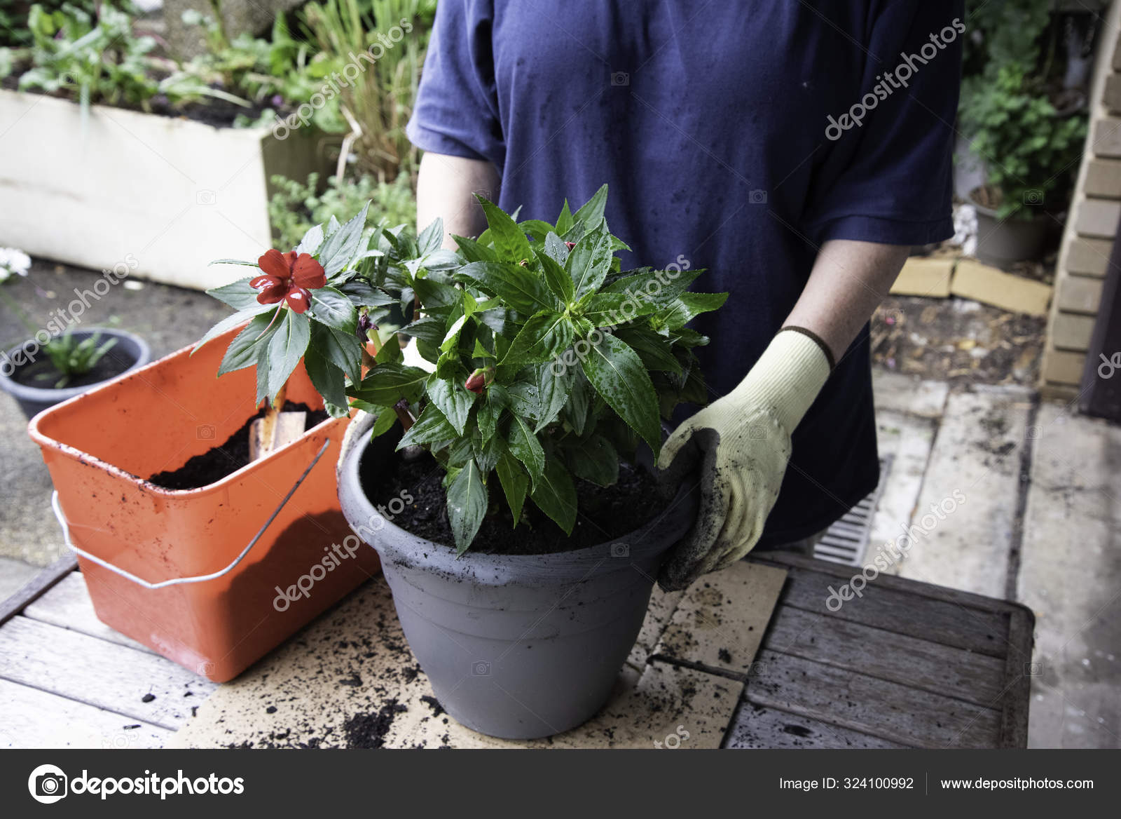 Completed Repotting Moving Plant Pot Location Stock Photo by ©YAYImages ...