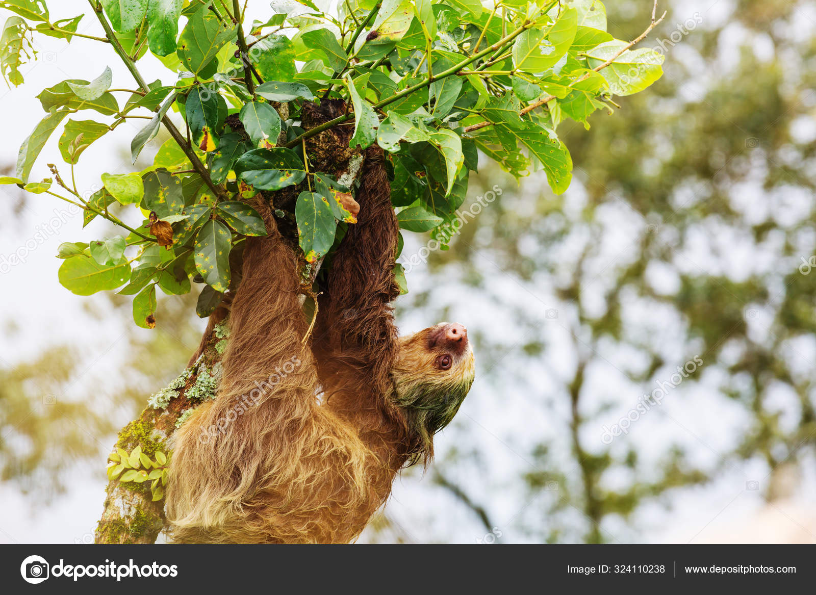 Sloth Tree Costa Rica Central America Stock Photo by ©YAYImages 324110238