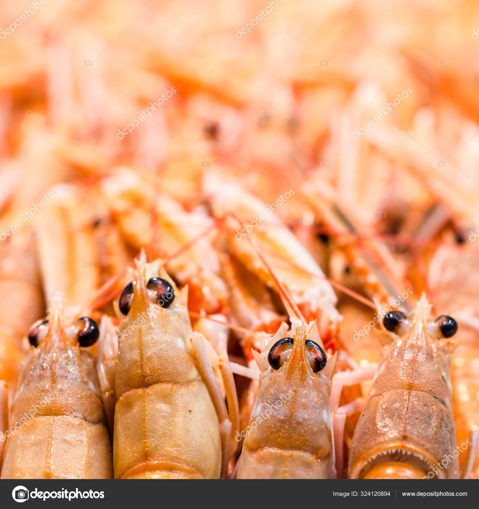 Prawn Common Name Small Aquatic Crustaceans Exoskeleton Ten Legs Stock ...