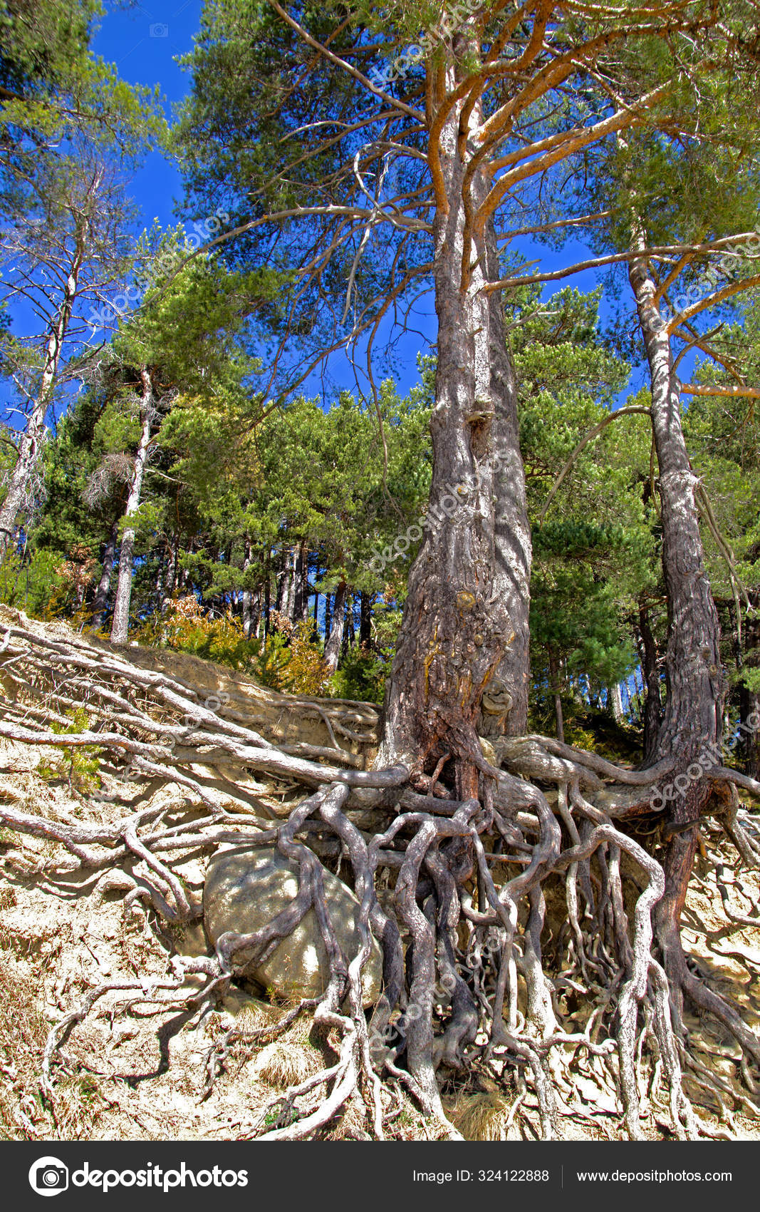 Pine Trees Floating Roots Engolasters Lake Andorra Stock Photo by ...
