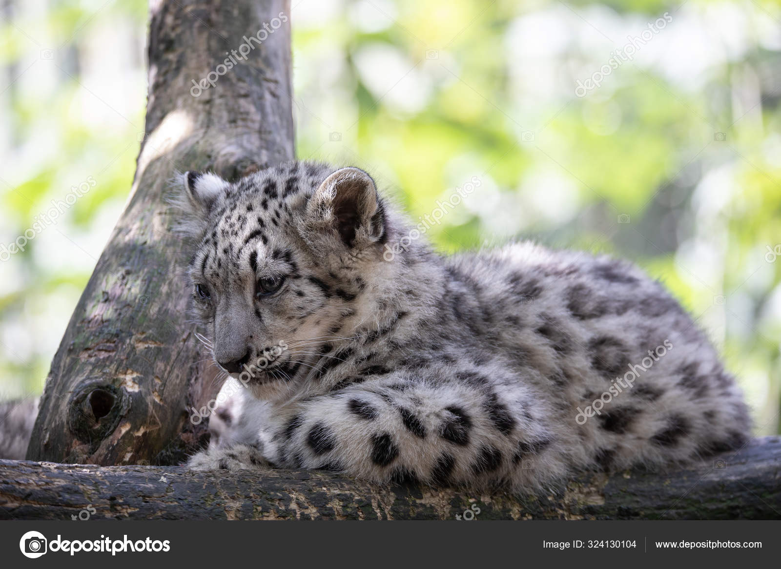 Snow Leopard Kittens In Snow