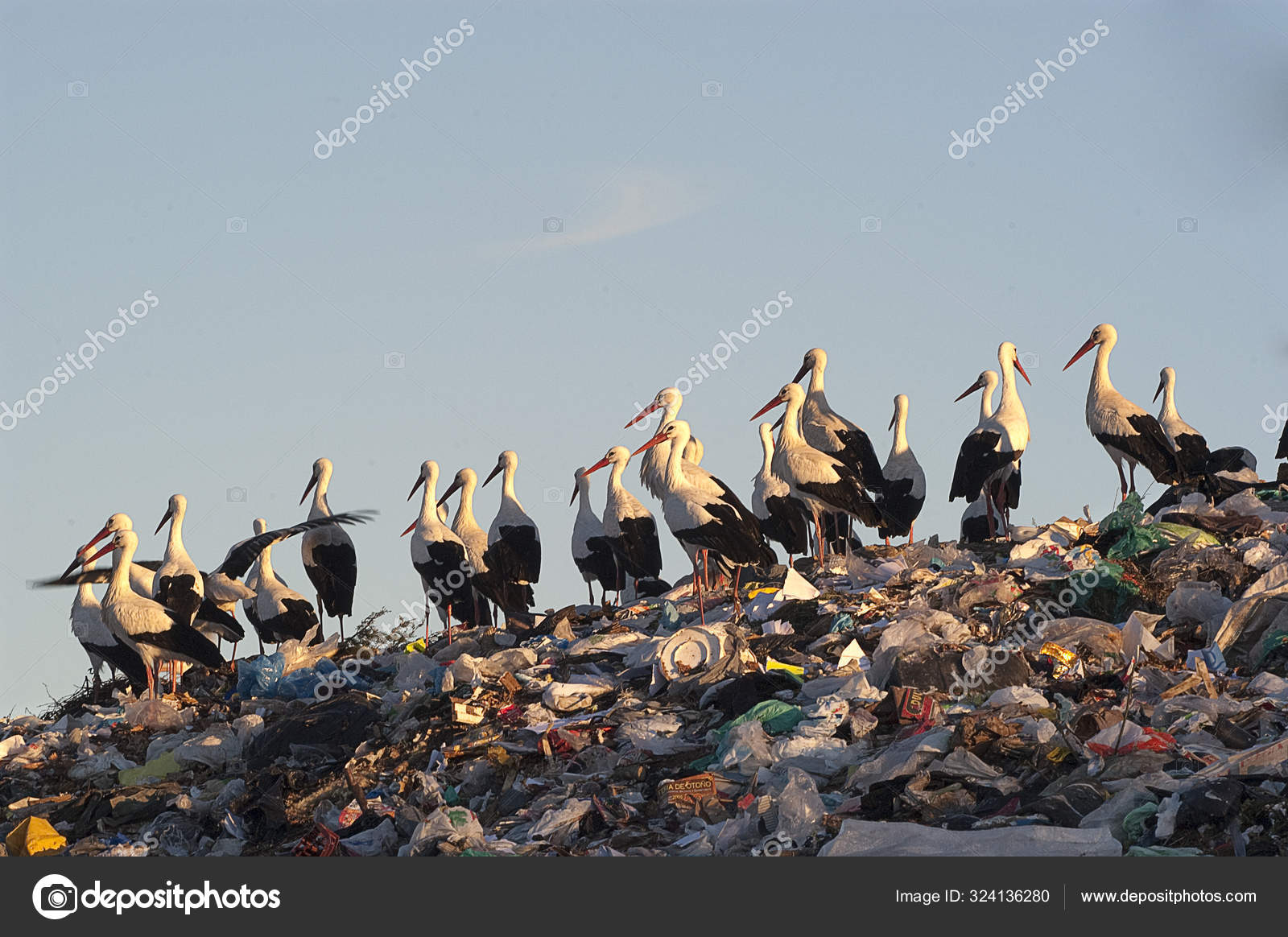 Group White Stork Garbage Ciconia Ciconia Stock Photo by ©YAYImages ...