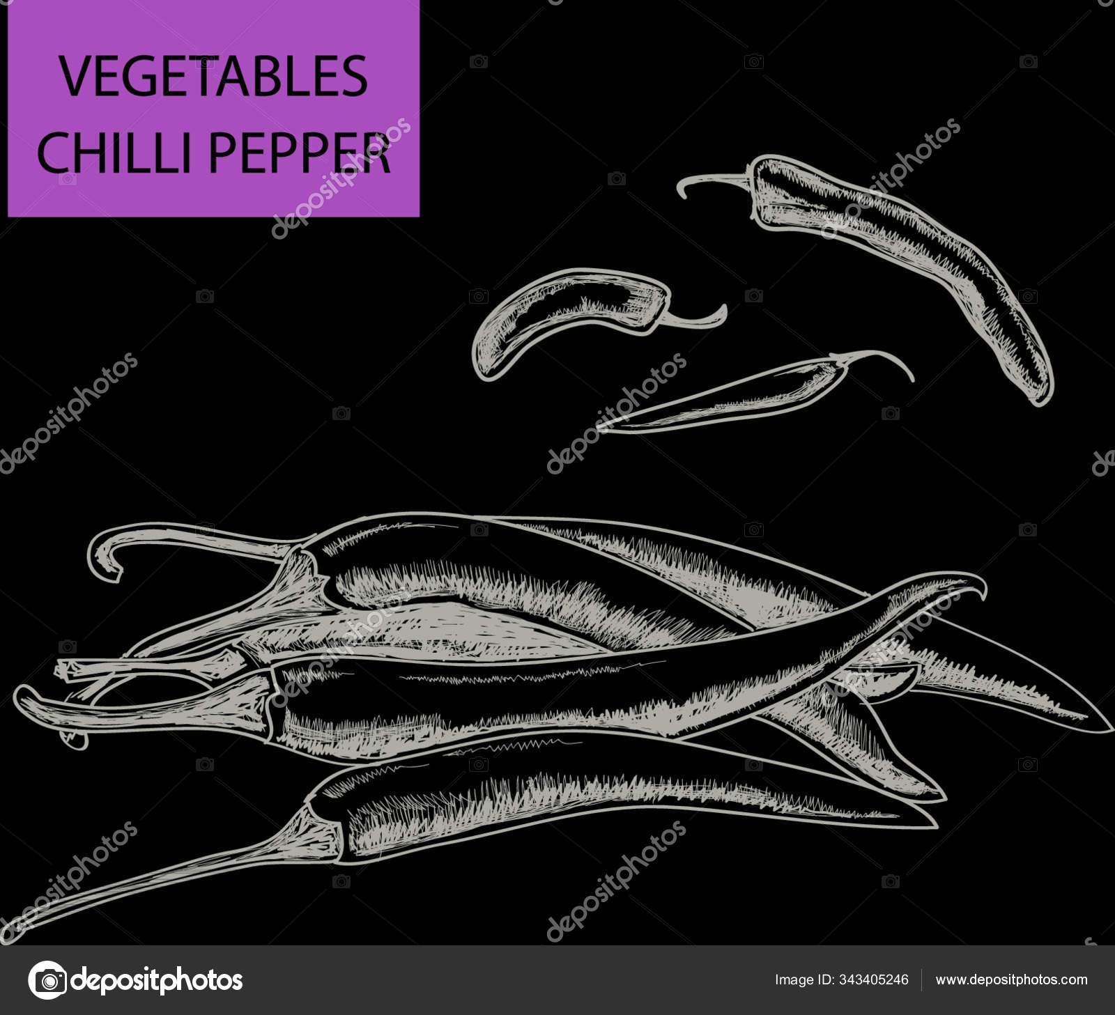 Pepper Hand Drawn Illustrations Stock Vector Image by ©YAYImages #343405246