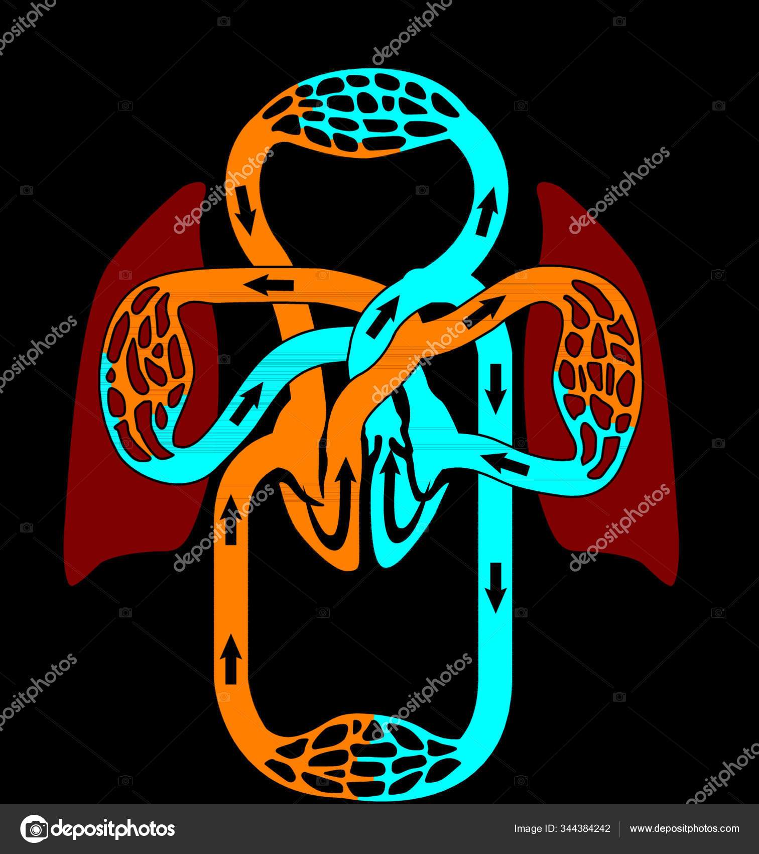 Simplified View Circulation Blood Human Body Stock Vector Image by ...