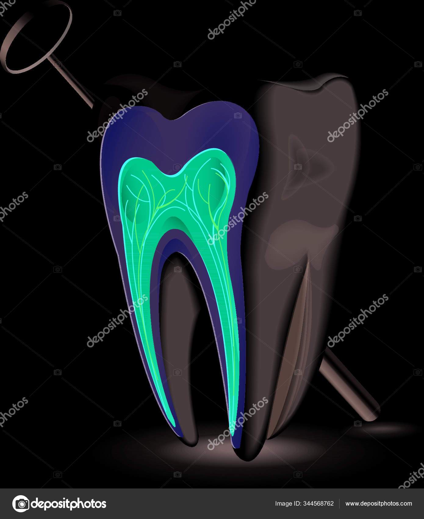 Structure Tooth Vector Stock Vector by ©YAYImages 344568762