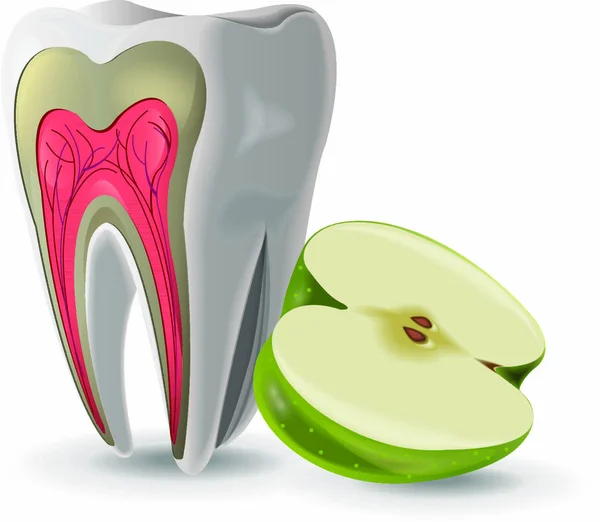 Structure Tooth Vector Stock Vector by ©YAYImages 344568762