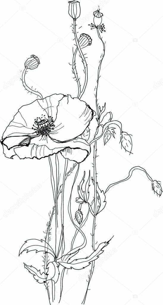 Dibujo de flor de amapola sobre fondo blanco 2024