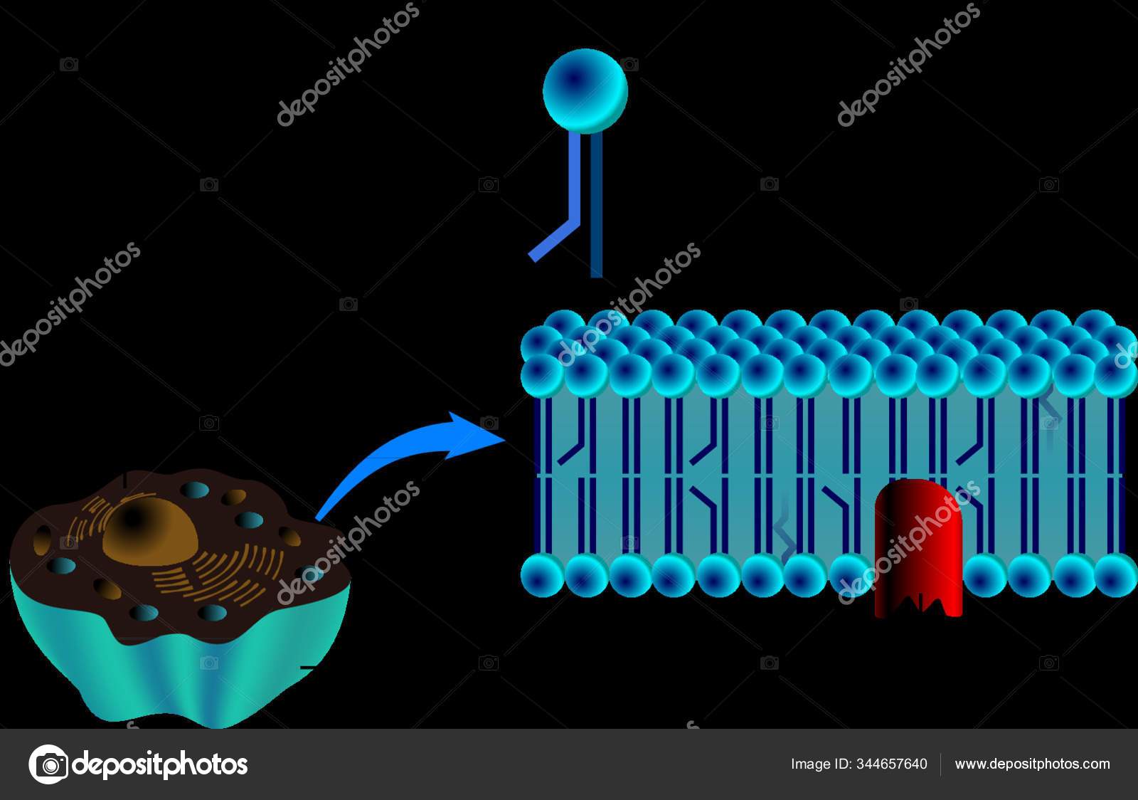 Omega Phospholipid Skin Cell Membrane Lipid Layer Structure Stock ...