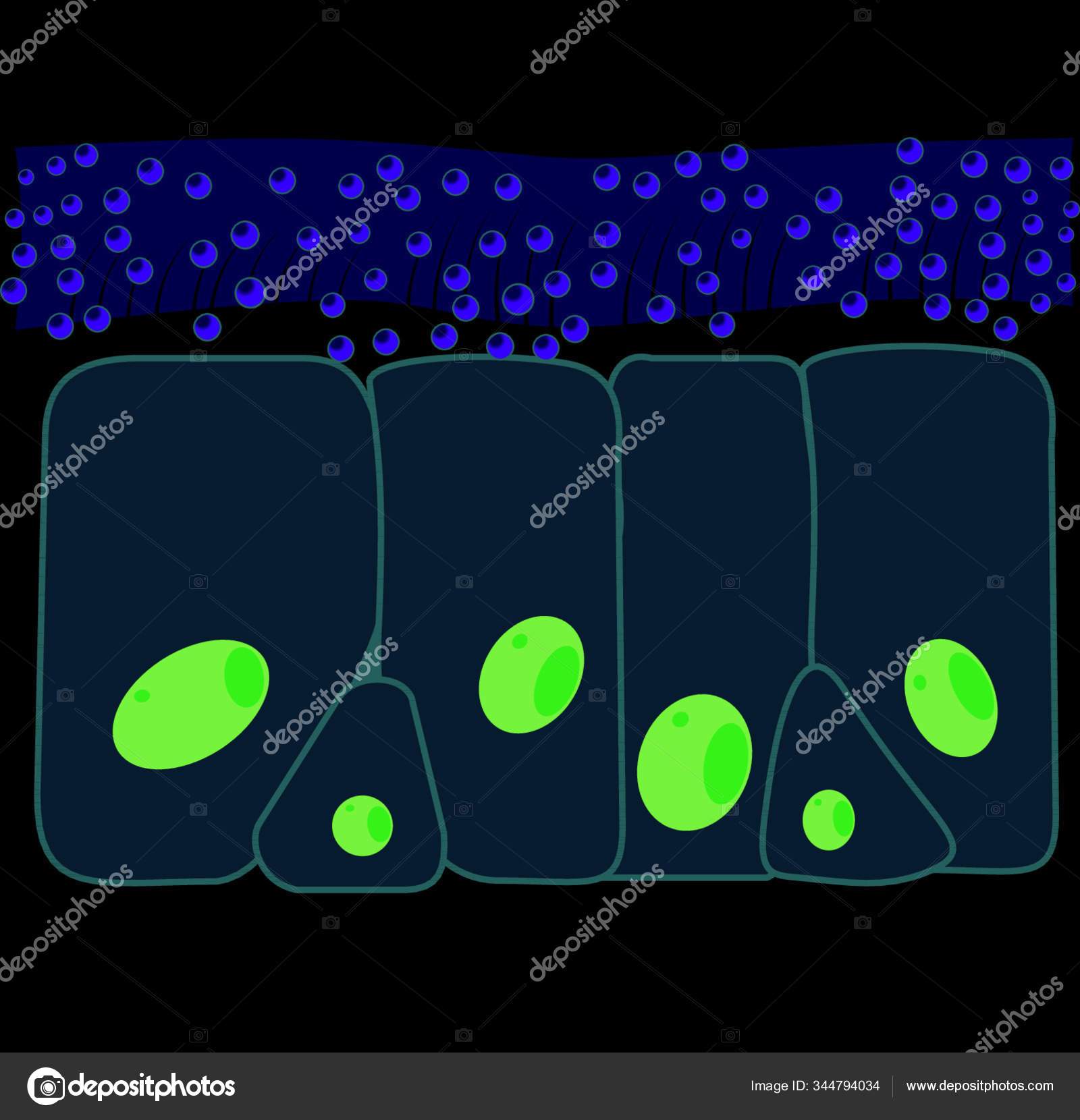 Nasal Mucosa Cells Micro Cilia Vector Scheme Stock Vector by ©YAYImages ...