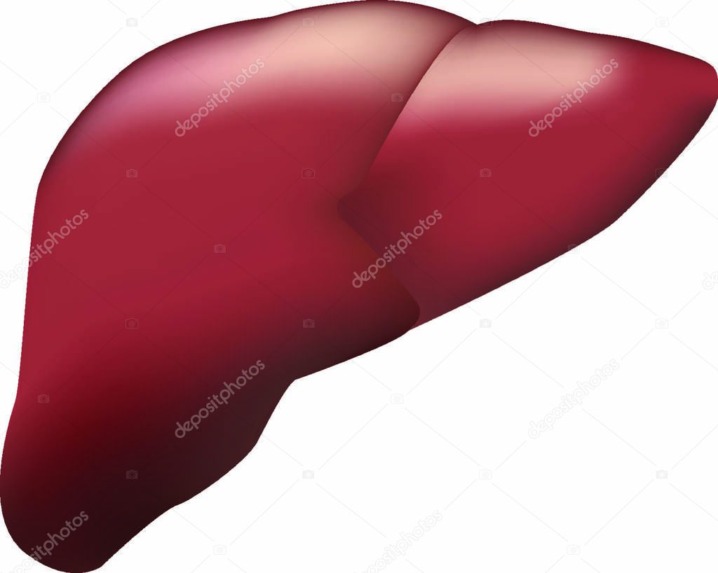 Un hígado humano realista. Ilustración médica vectorial. Medicina ...