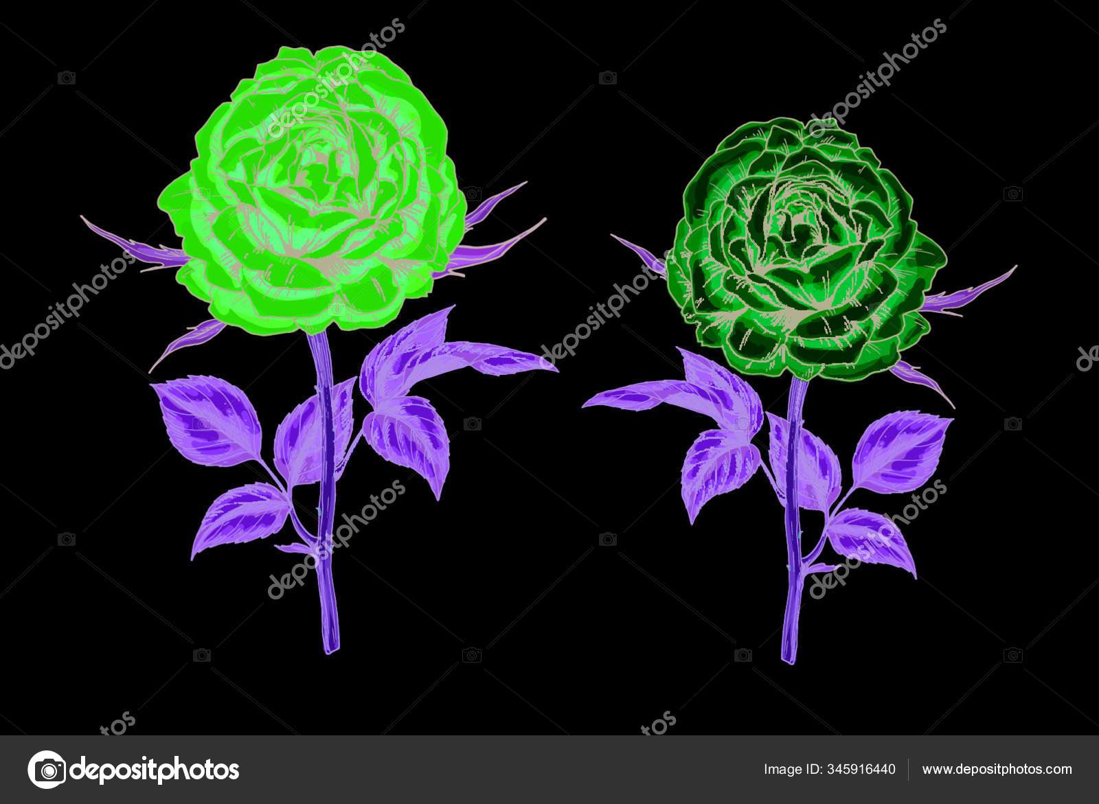 Two Hand Drawn Pink Purple Rose Flowers Isolated White Background Stock ...