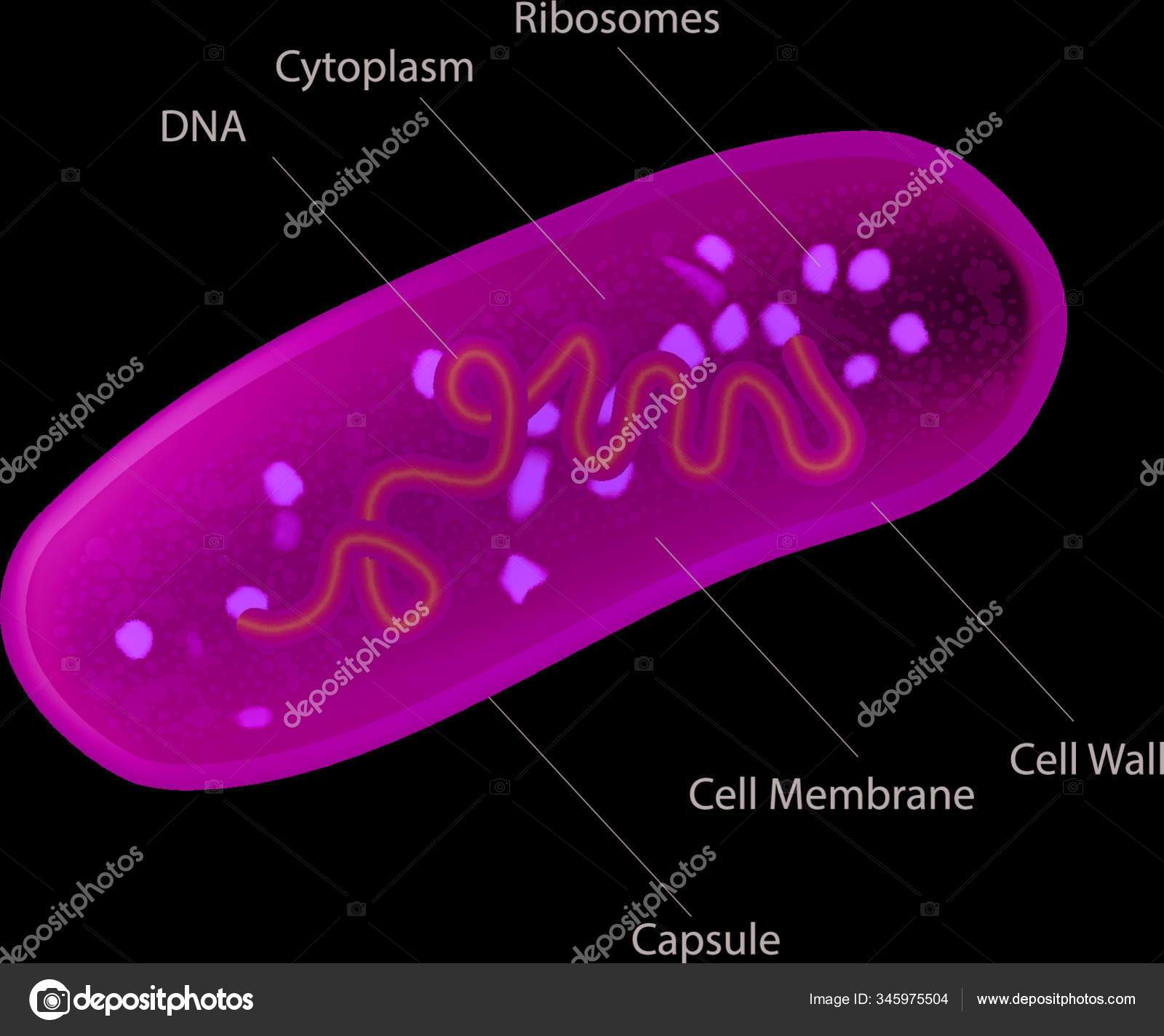Lactobacillus Bacteria Internal Structure Medical Vector Illustration ...