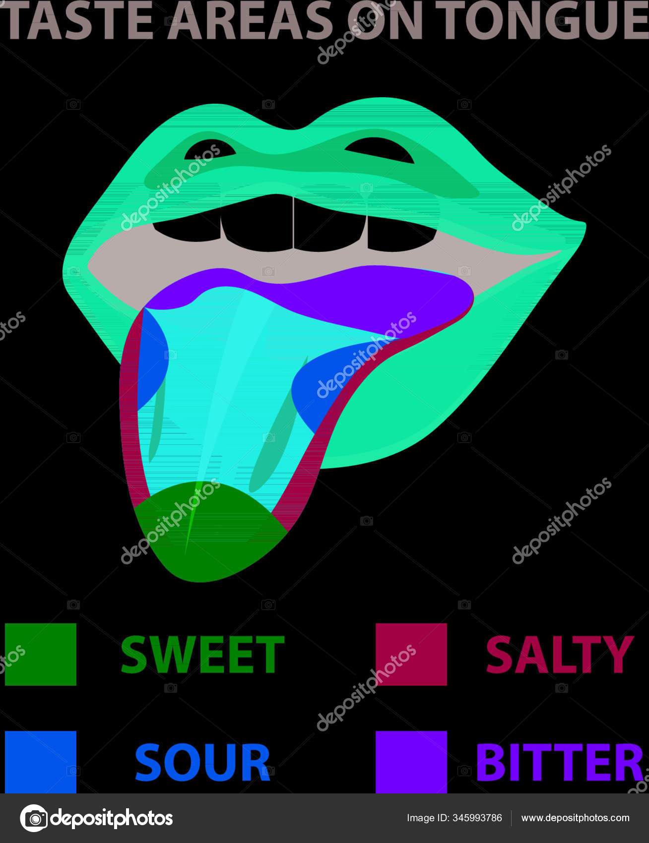 Tongue Map Areas Receptors Responsible Taste Flat Style Isolated White ...