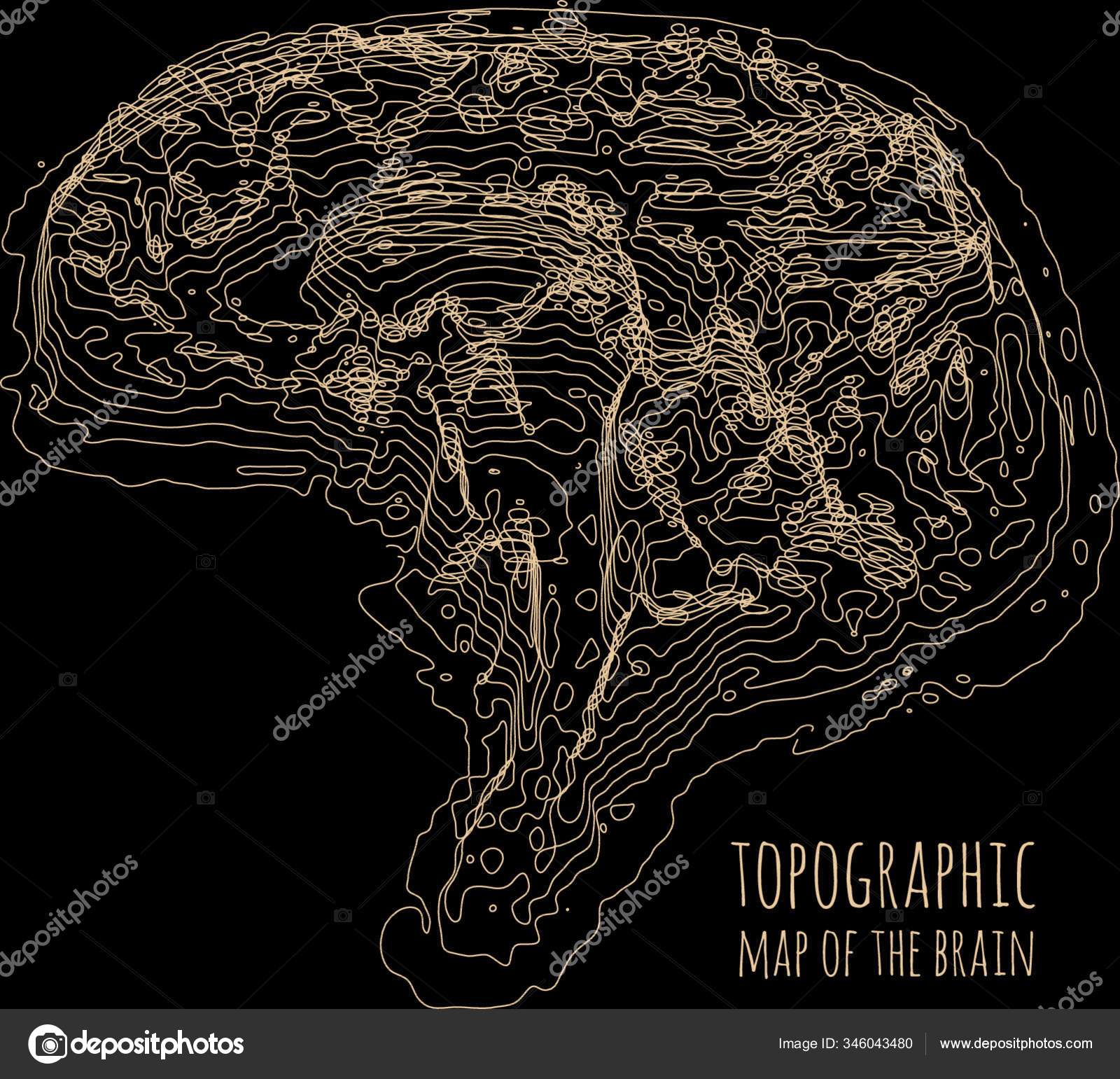 Brain Form Topographic Map Concept Modern Technology Data Transfer ...
