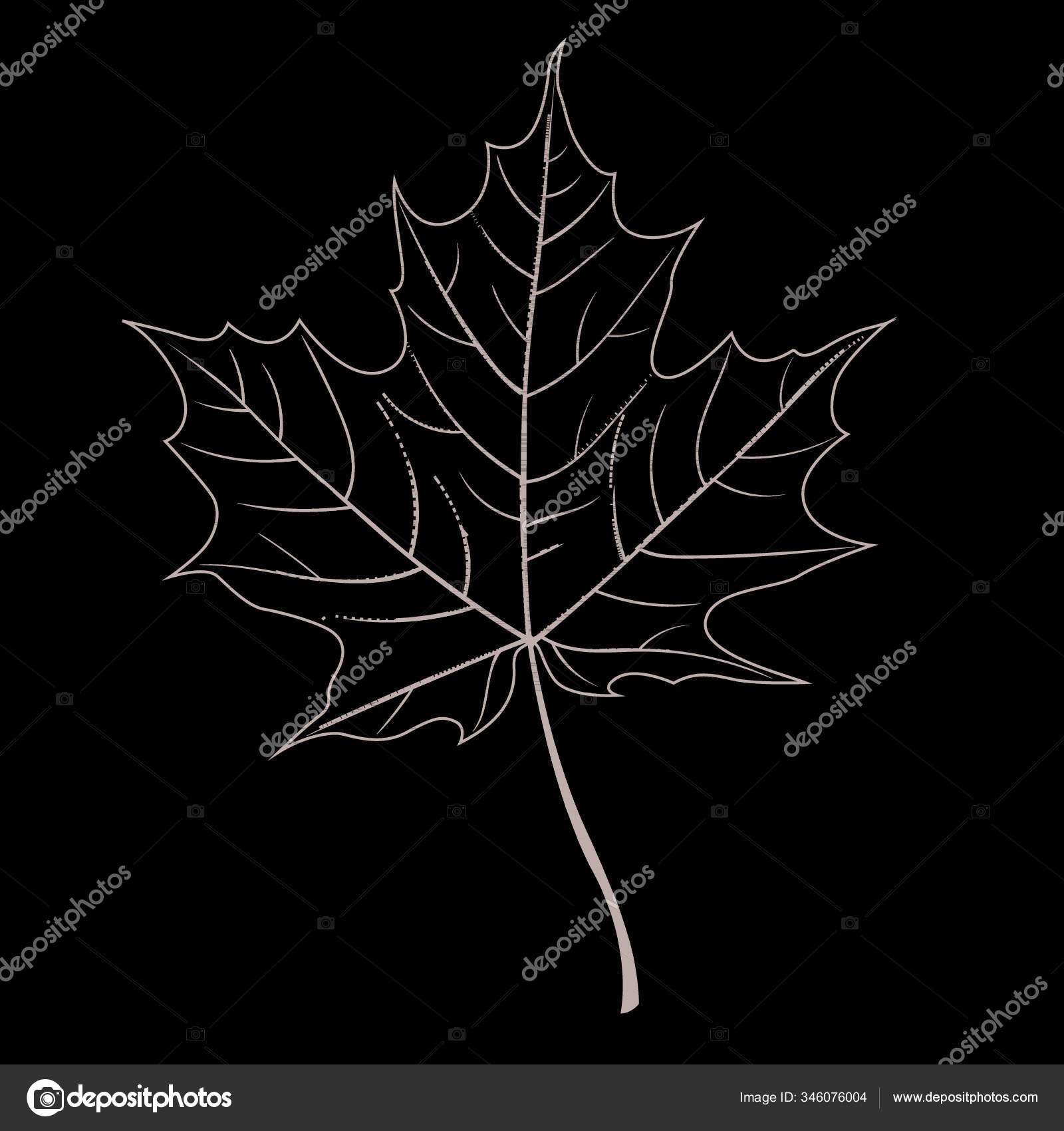 Contour Maple Leaf Isolated White Background Autumn Element Your Design ...
