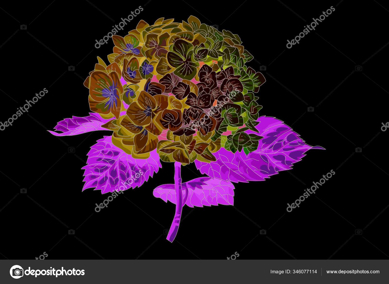 Vector Highly Detailed Realistic Illustration Hydrangea Flower Isolated ...
