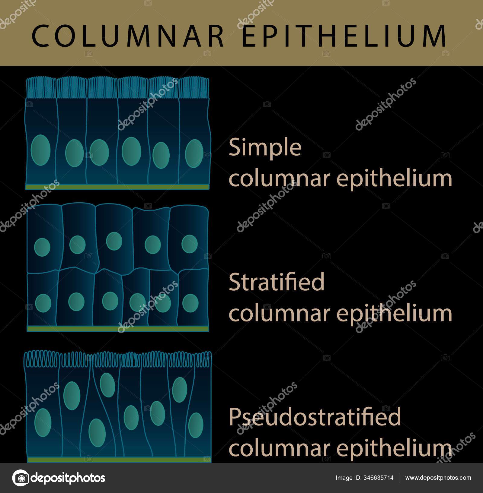 Medical Illustration Different Epithelium Structure Types Stock Vector ...