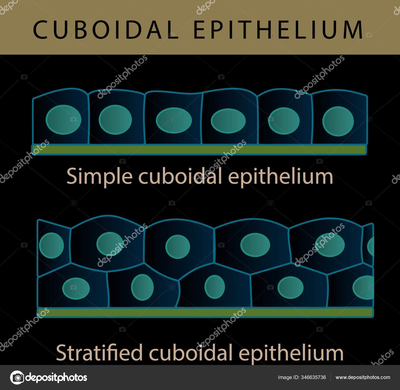 Medical Illustration Different Epithelium Structure Types — Stock ...