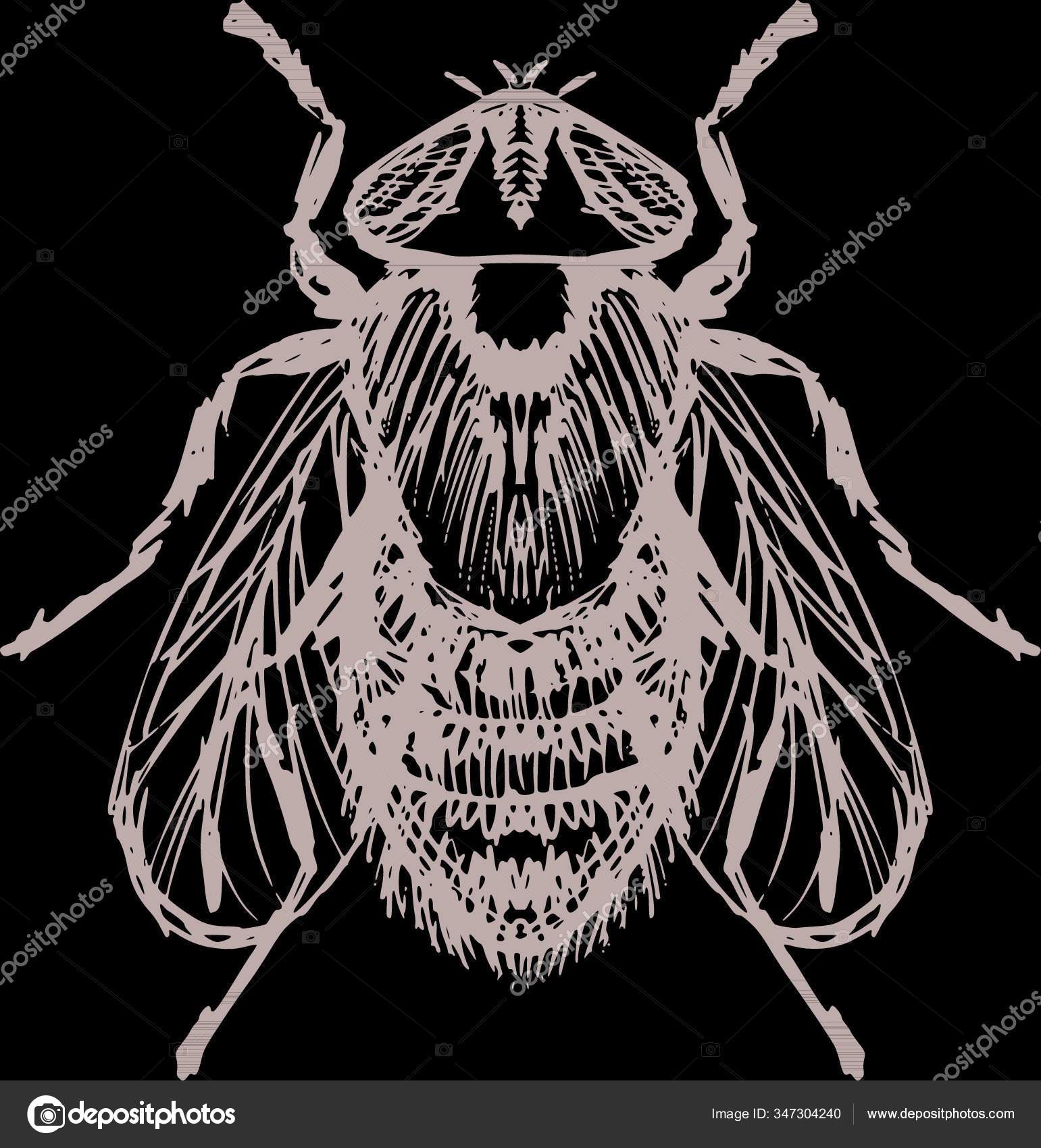 Dibujado Mano Boceto Ilustración Dibujos Animados Mosca Vector de stock ...