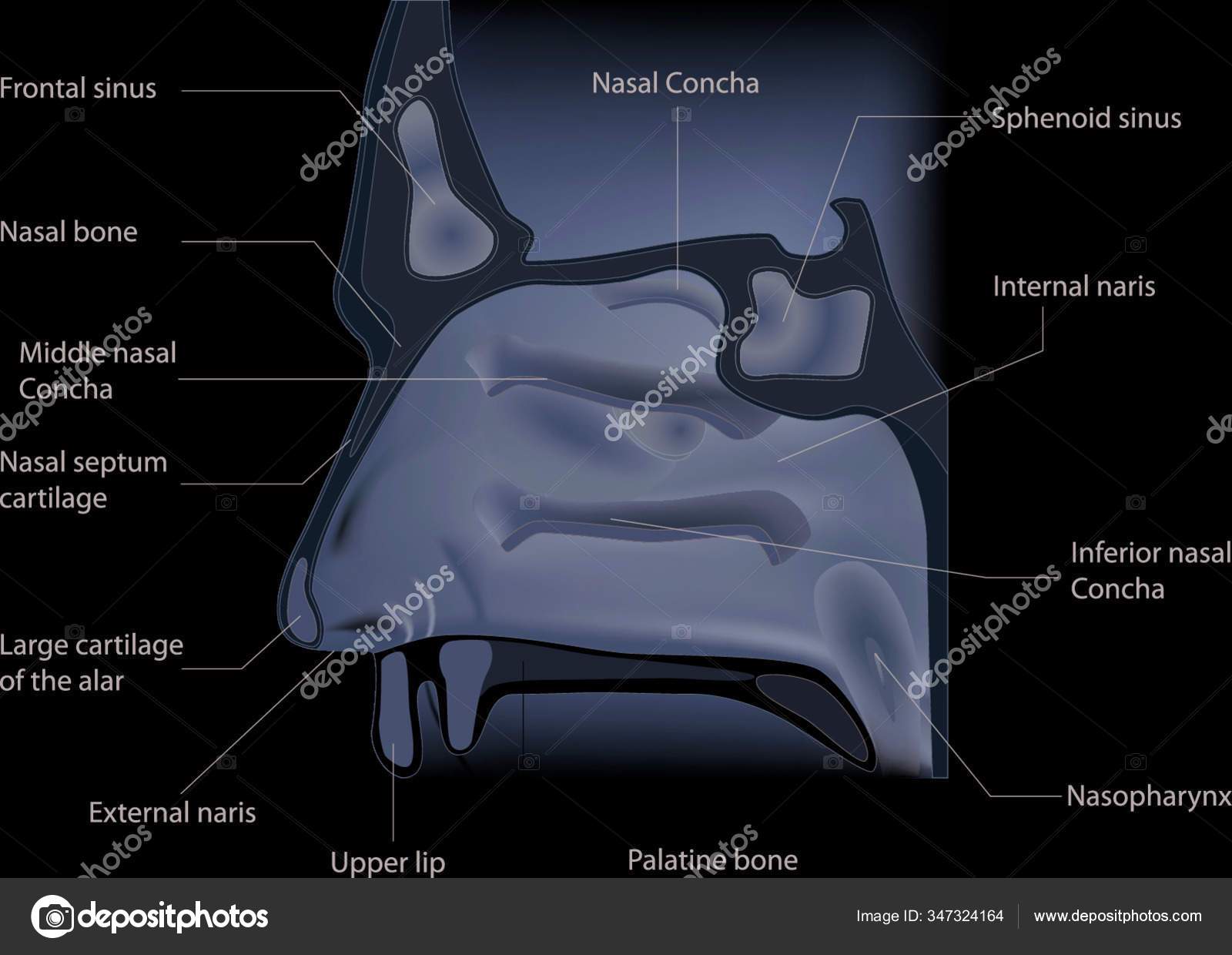 Vector Illustration Nose Anatomy White Background Stock Vector Image by ...